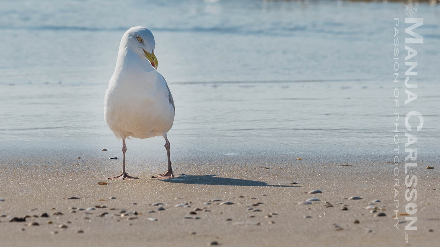 Putzige Möwe am Sandstrand von Sylt - Manja Carlsson - Passion of ...